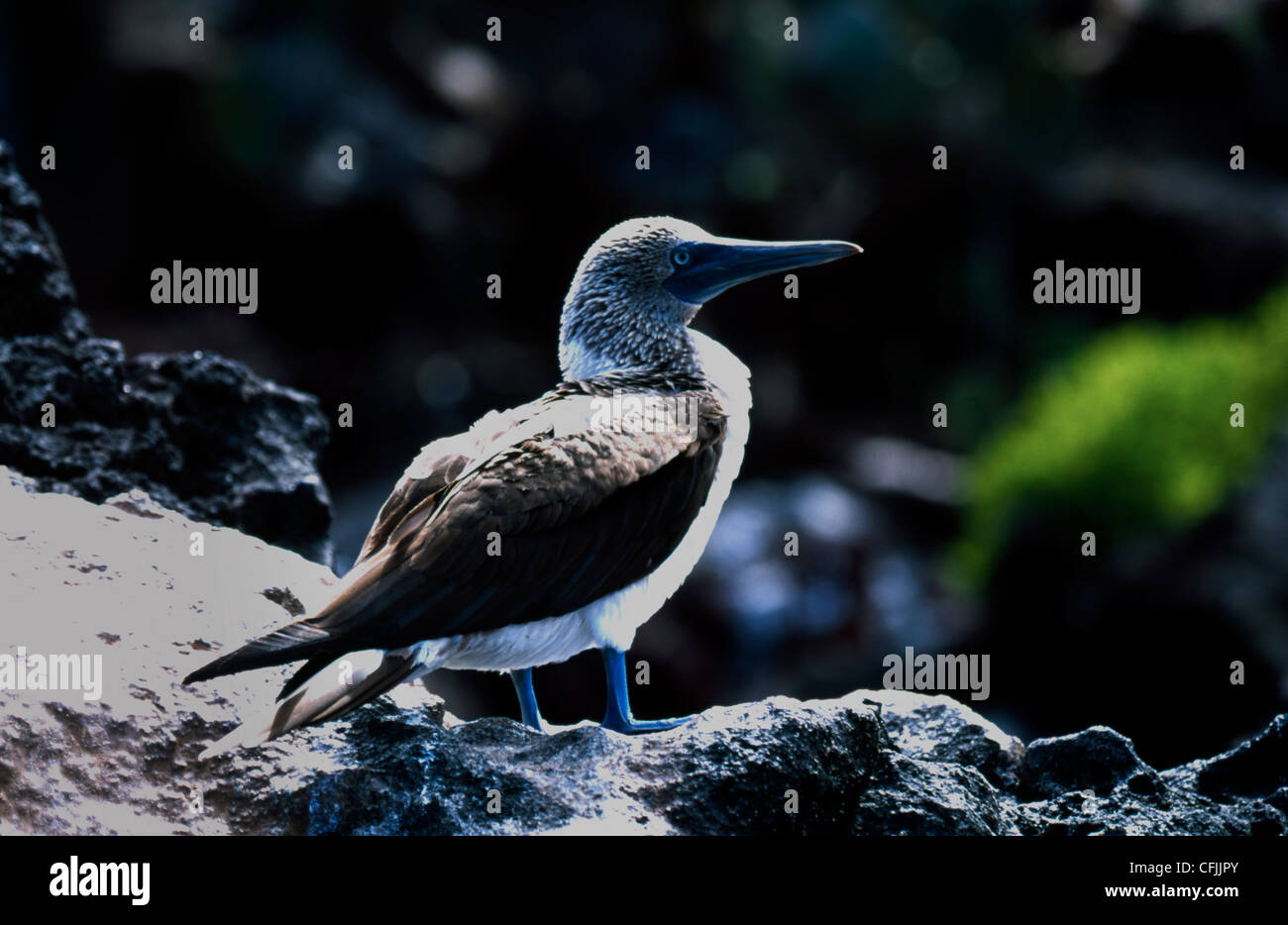 Blue footed bobby hi-res stock photography and images - Alamy