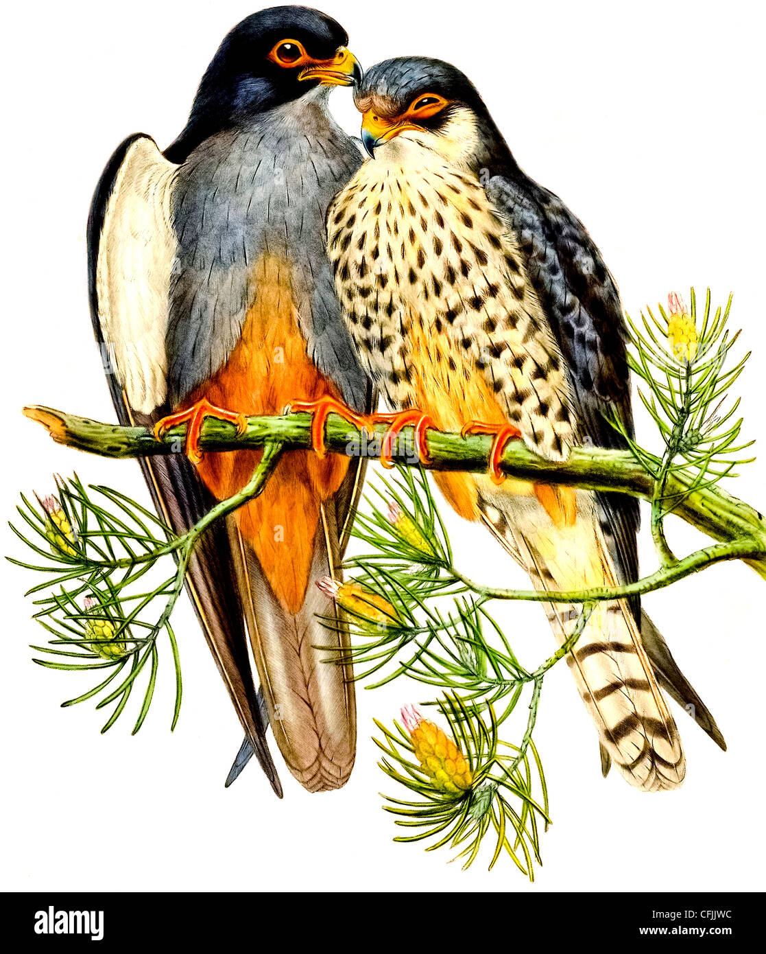 Illustration of a eastern red-legged falcon couple Stock Photo - Alamy
