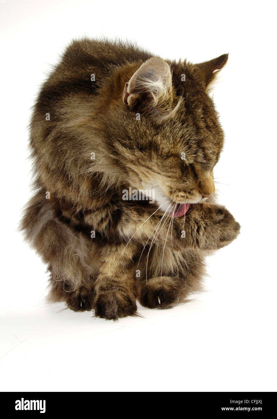 Norwegian forest cat paw hi-res stock photography and images - Alamy