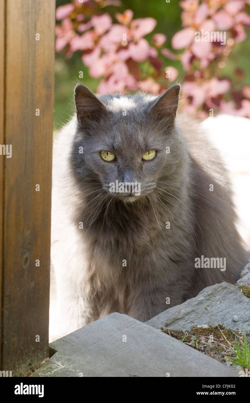 Cat staring at you Stock Photo - Alamy