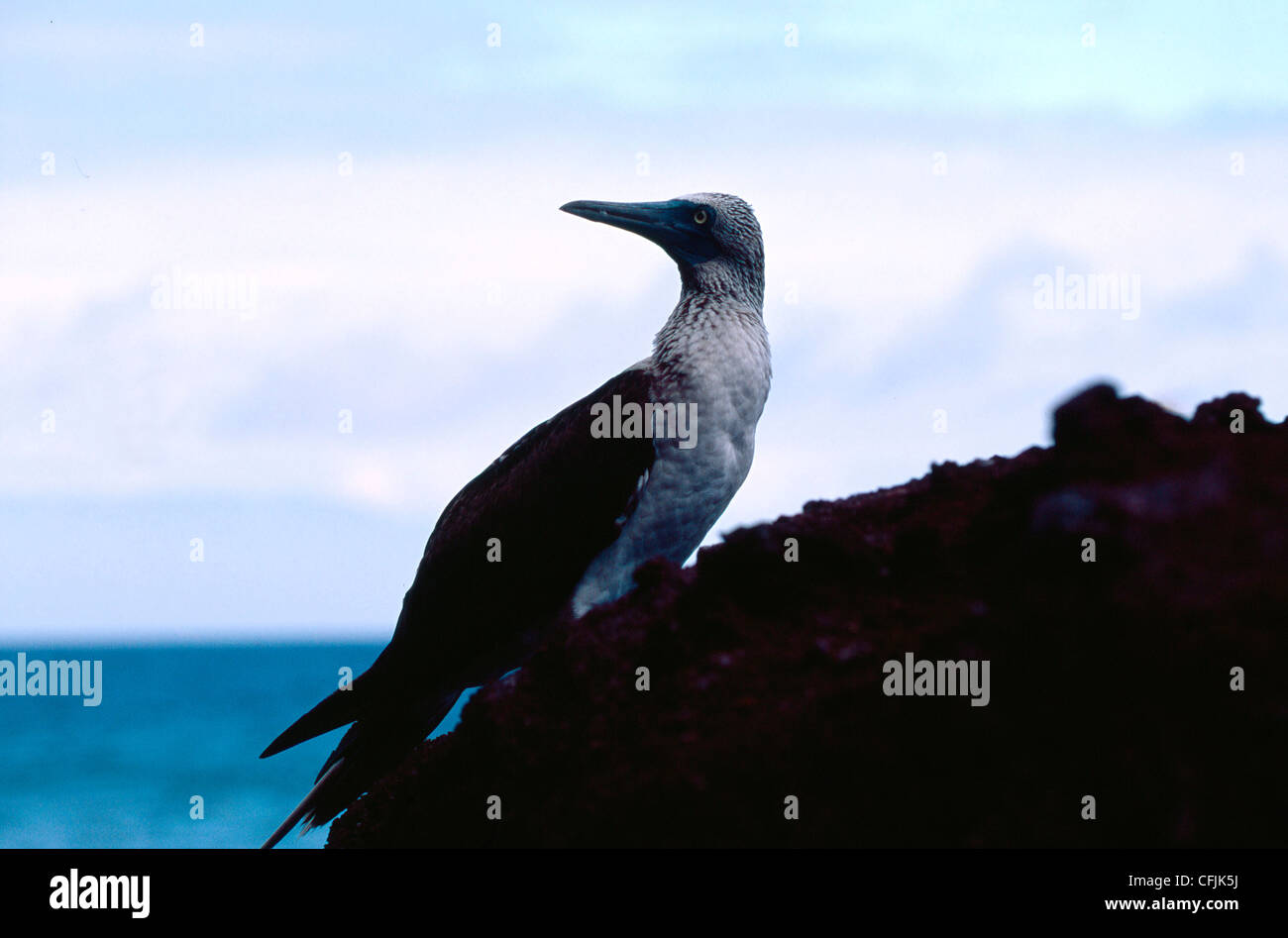 Blue footed bobby hi-res stock photography and images - Alamy