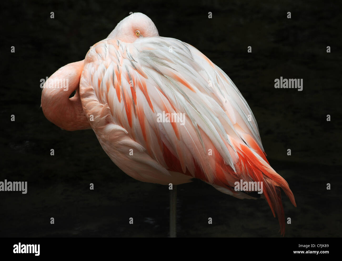 flamingo at Parque das Aves, Iguassu Brazil Stock Photo - Alamy