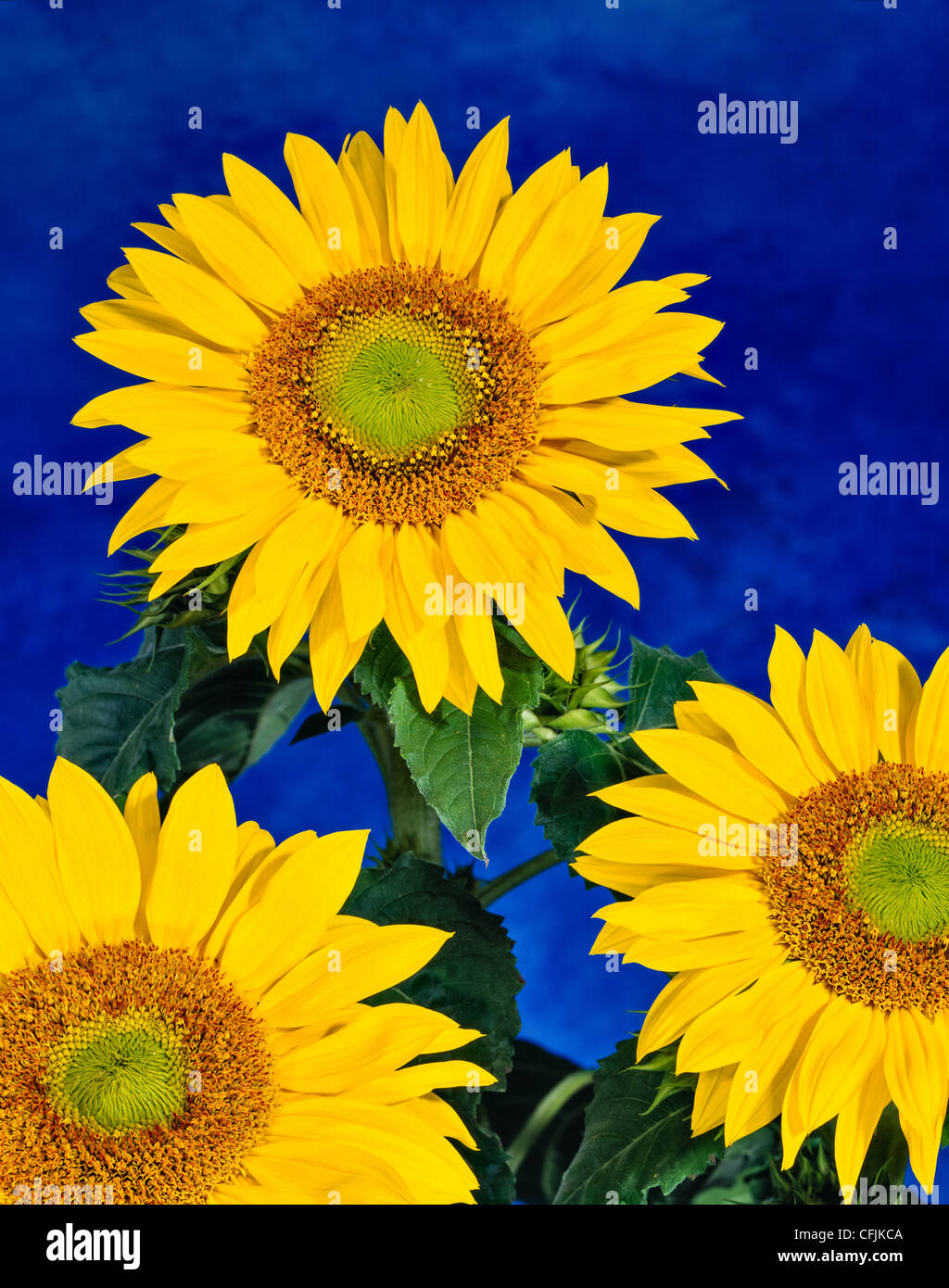 Three sunflowers, dark blue background Stock Photo - Alamy