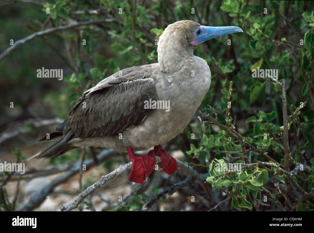 Red footed hi-res stock photography and images - Alamy