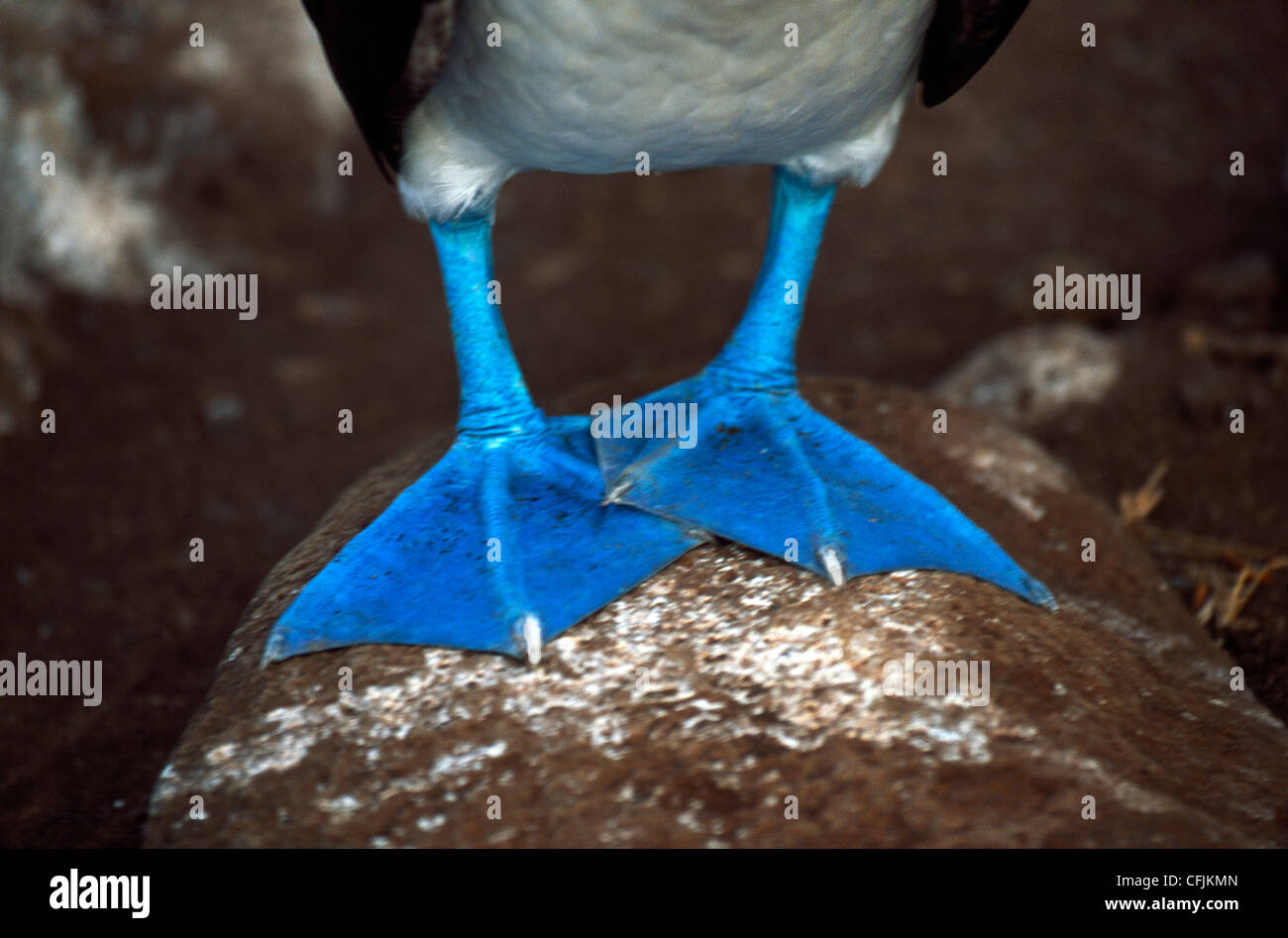 Blue Footed Bobby High Resolution Stock Photography and Images - Alamy