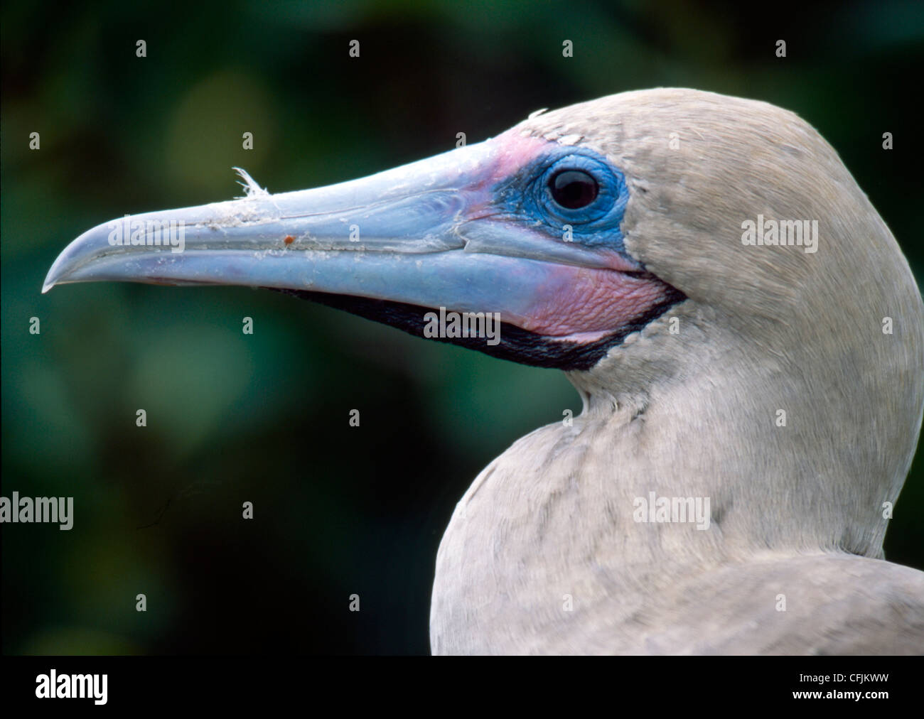 Blue footed hi-res stock photography and images - Alamy