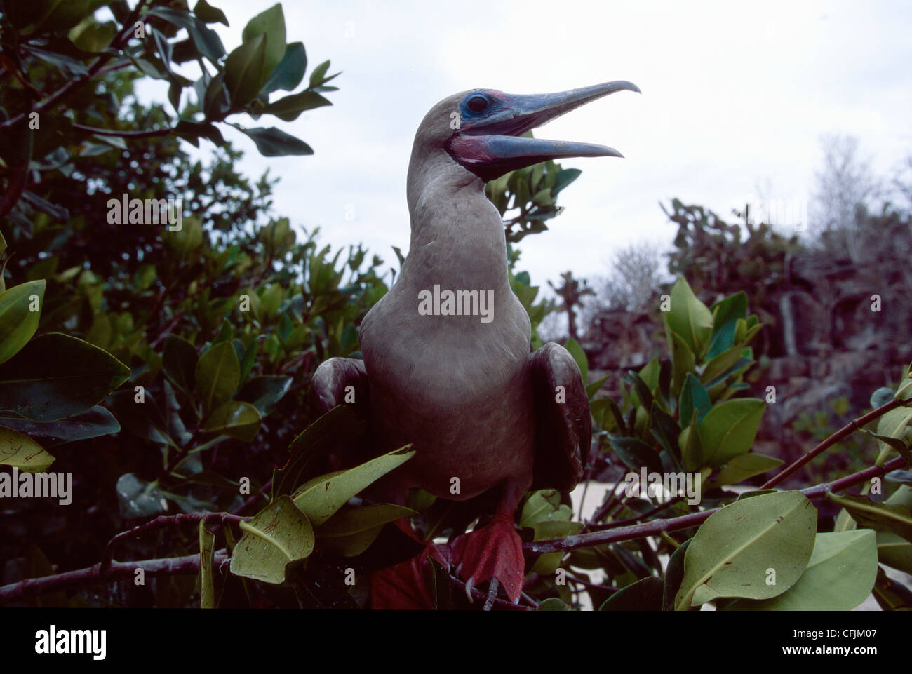 Red footed bobby hi-res stock photography and images - Alamy