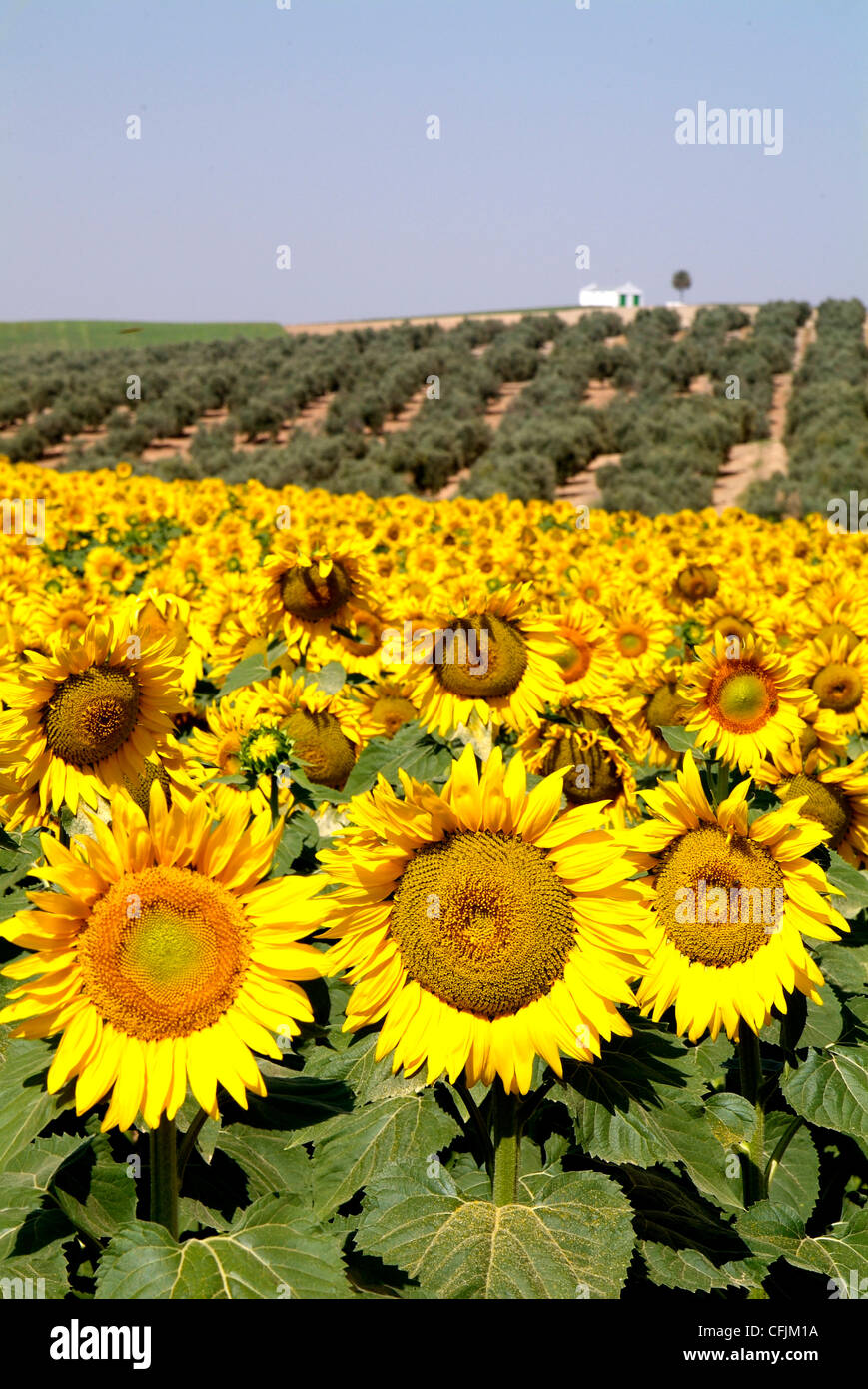 Field of sunflowers andalucia hi-res stock photography and images - Alamy