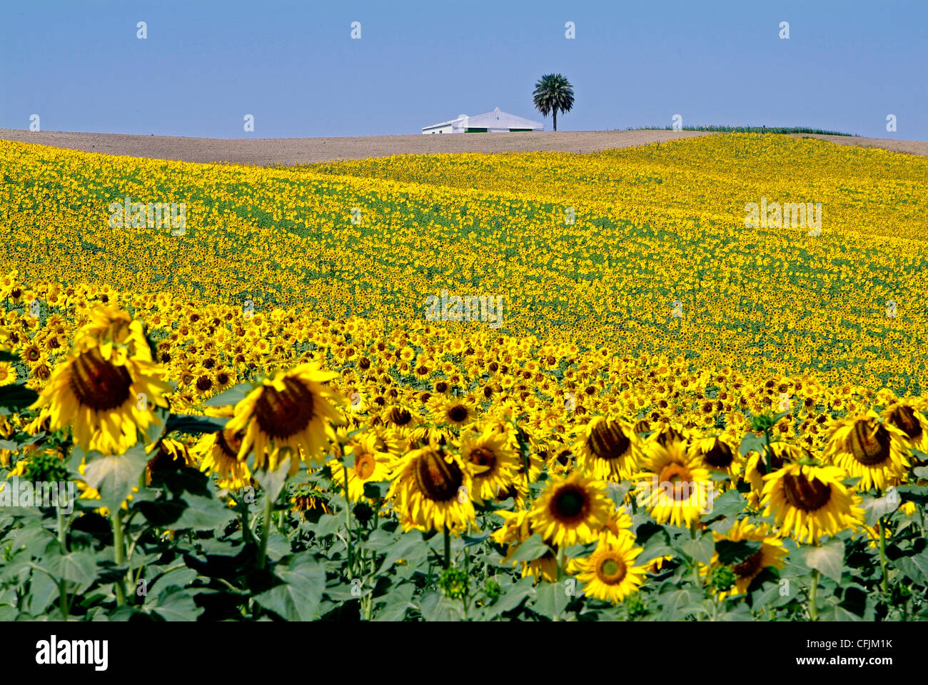 Field sunflower image hi-res stock photography and images - Alamy