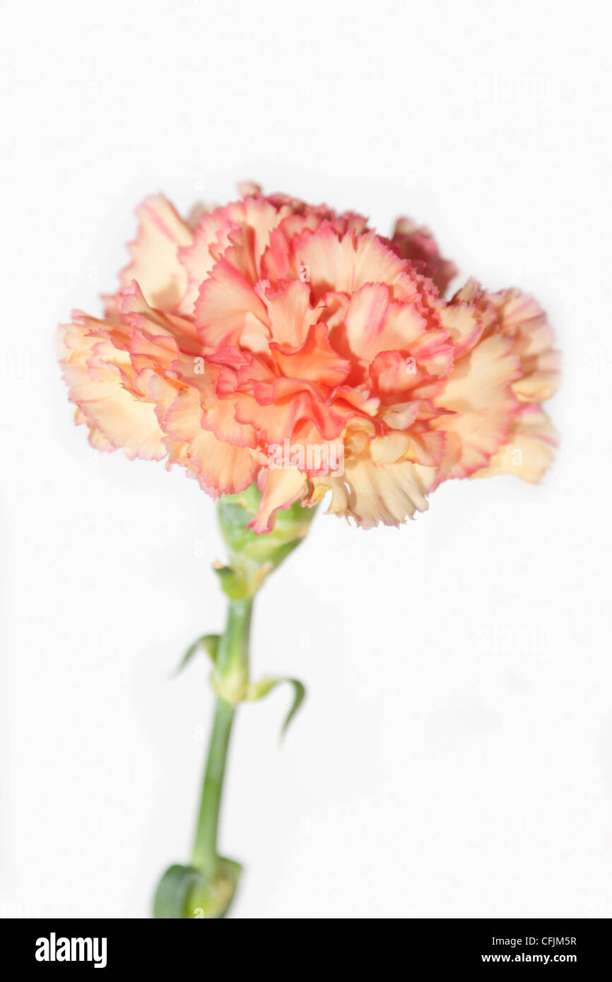 White Carnation High Resolution Stock Photography and Images - Alamy