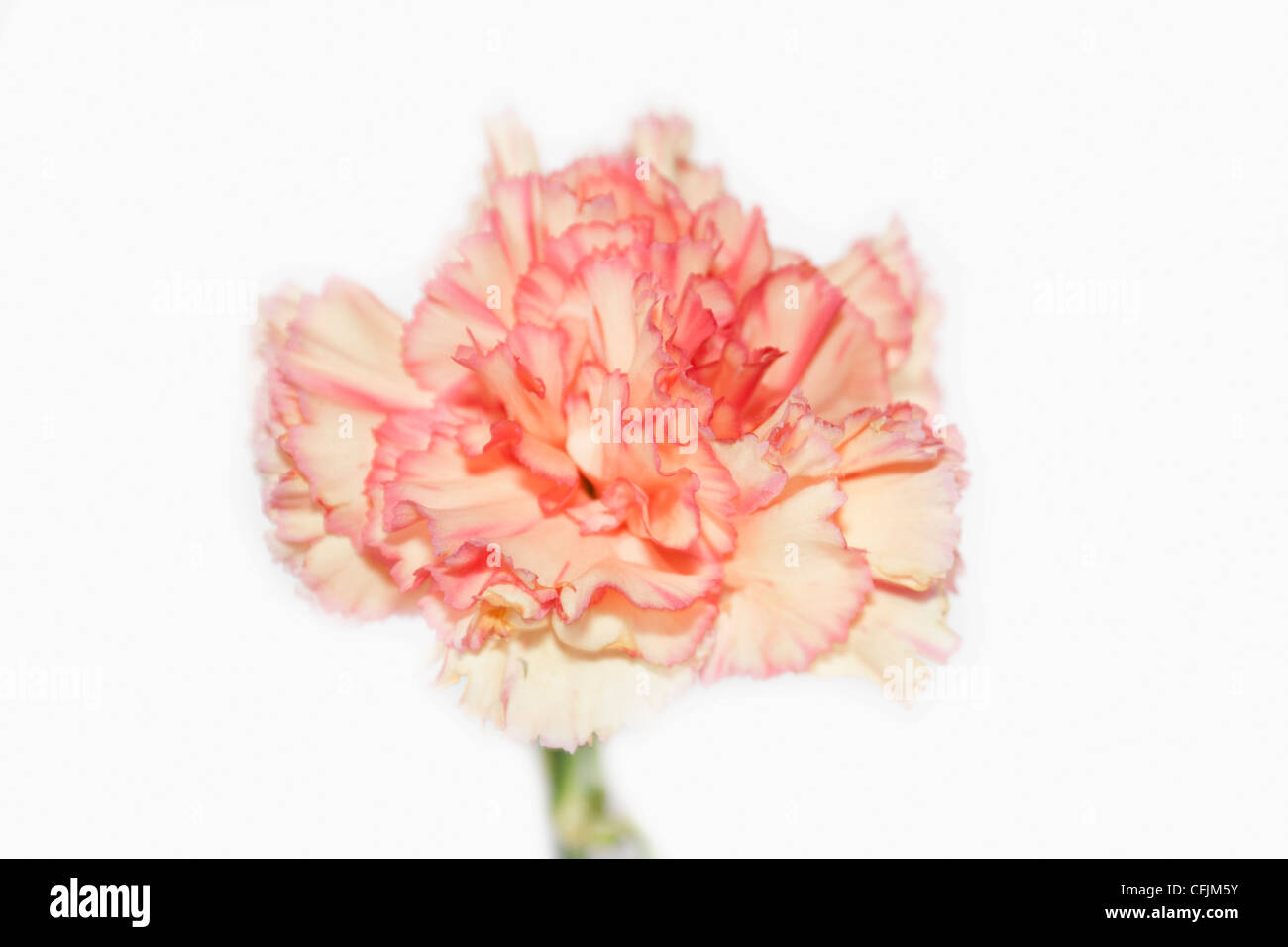 Pink and white carnation on a white background Stock Photo - Alamy