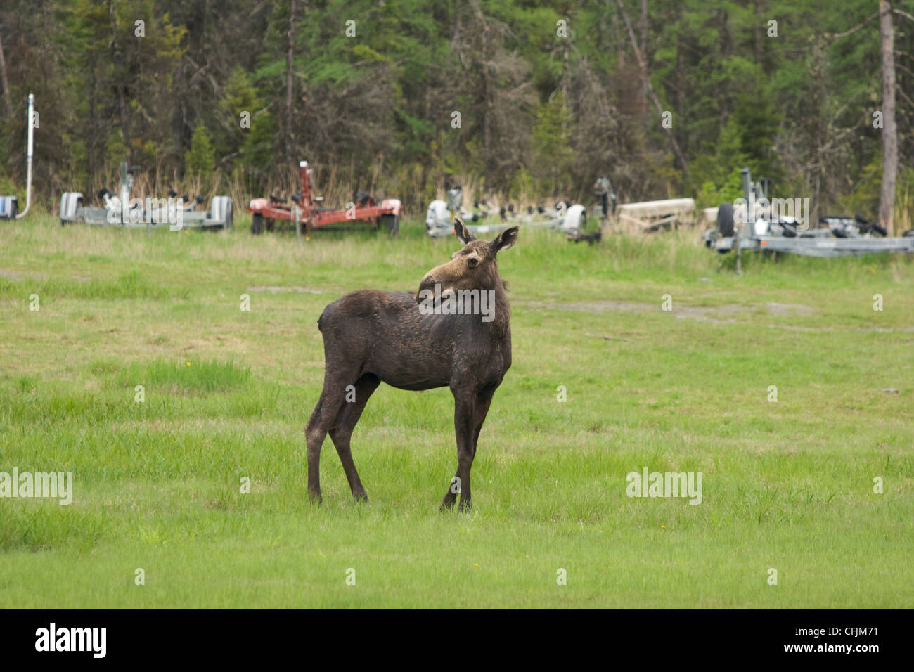 A moose in a field with boat trailers in the background Stock Photo - Alamy