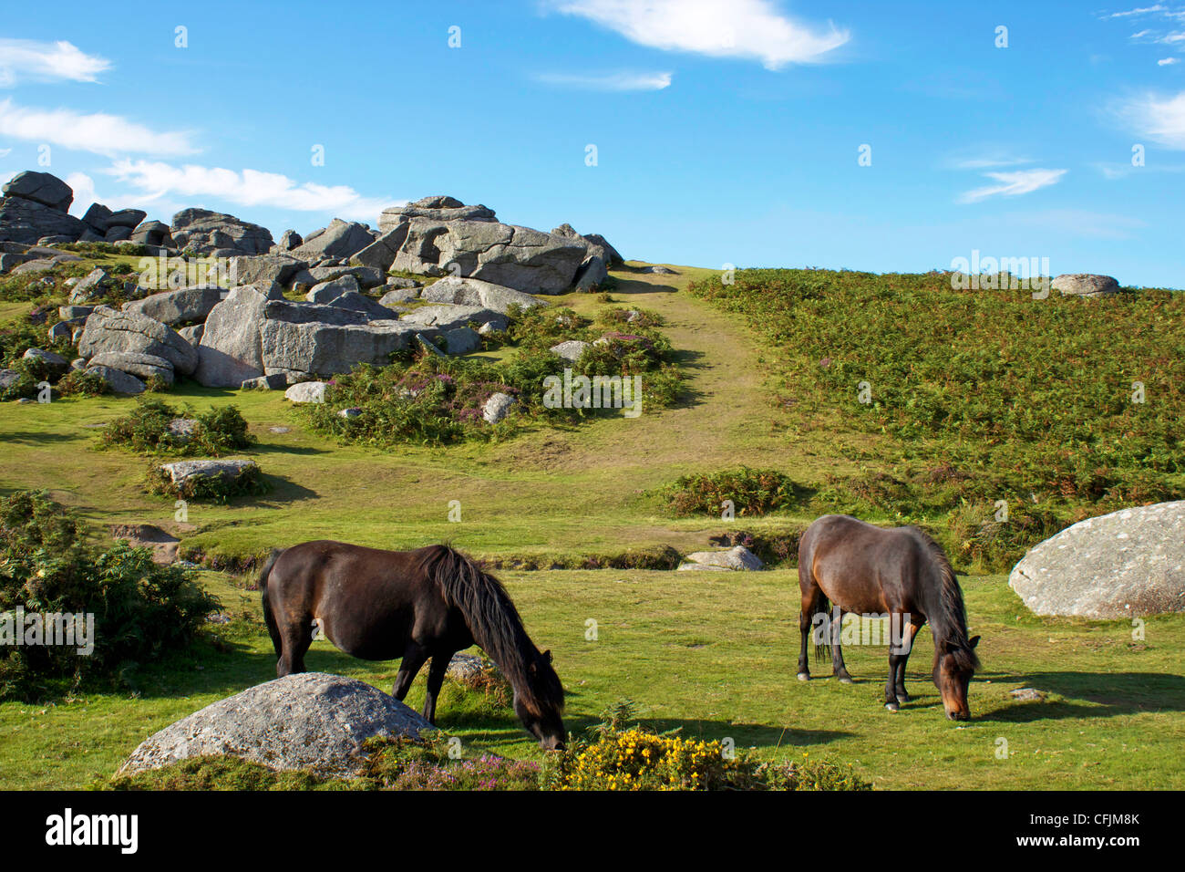 Dartmoor ponies, Bonehill Rocks, Dartmoor National Park, Devon, England ...