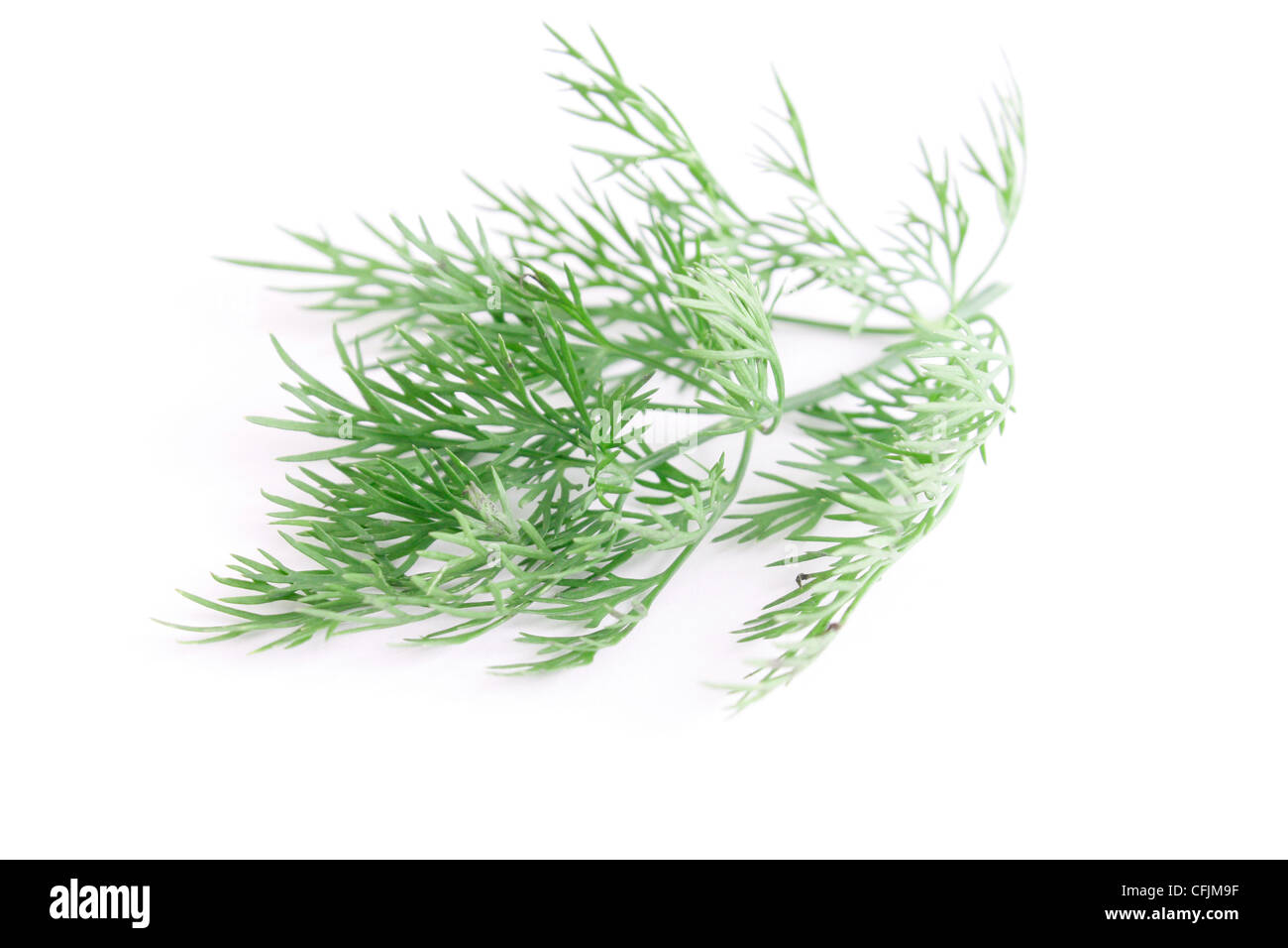 Close up from fresh Cut Out Stock Images & Pictures - Alamy