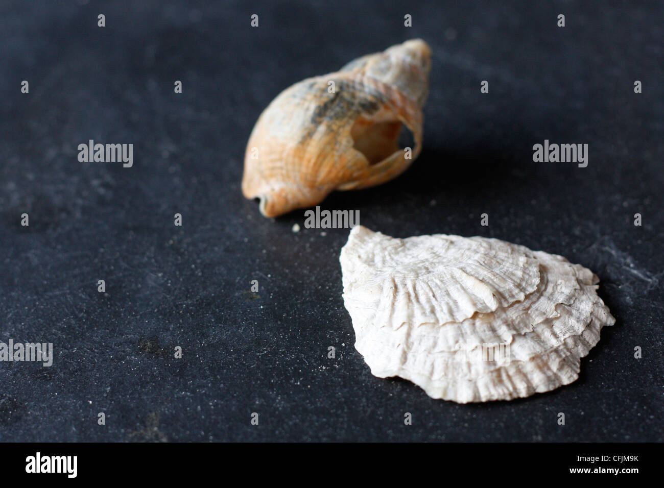 Creative sea shell photography hi-res stock photography and images - Alamy
