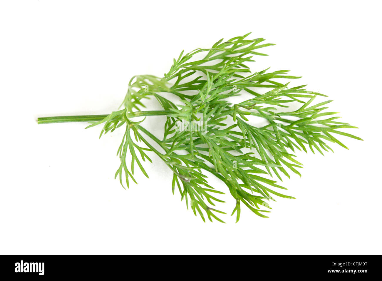 Fennel garden Cut Out Stock Images & Pictures - Alamy