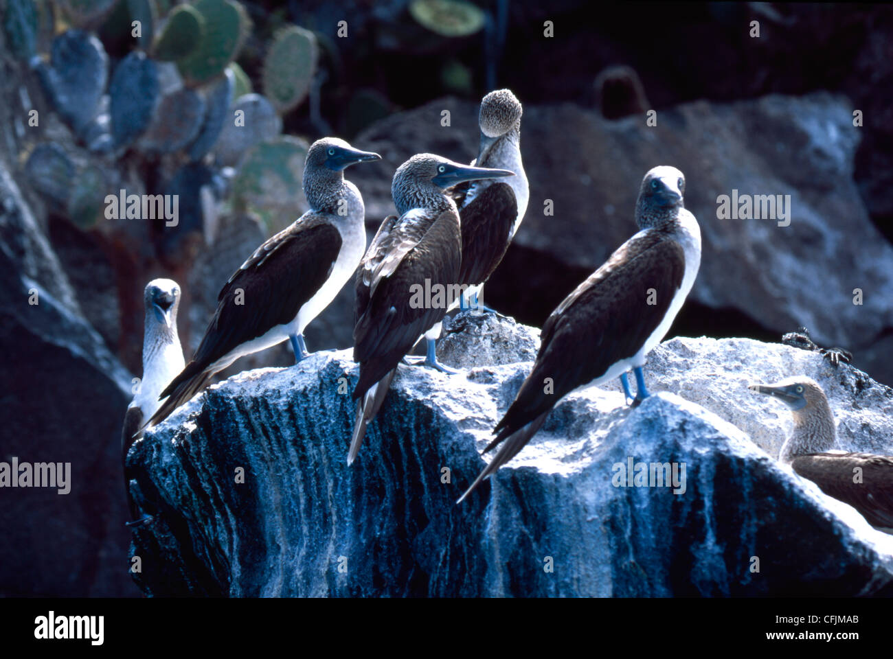 Blue footed hi-res stock photography and images - Alamy