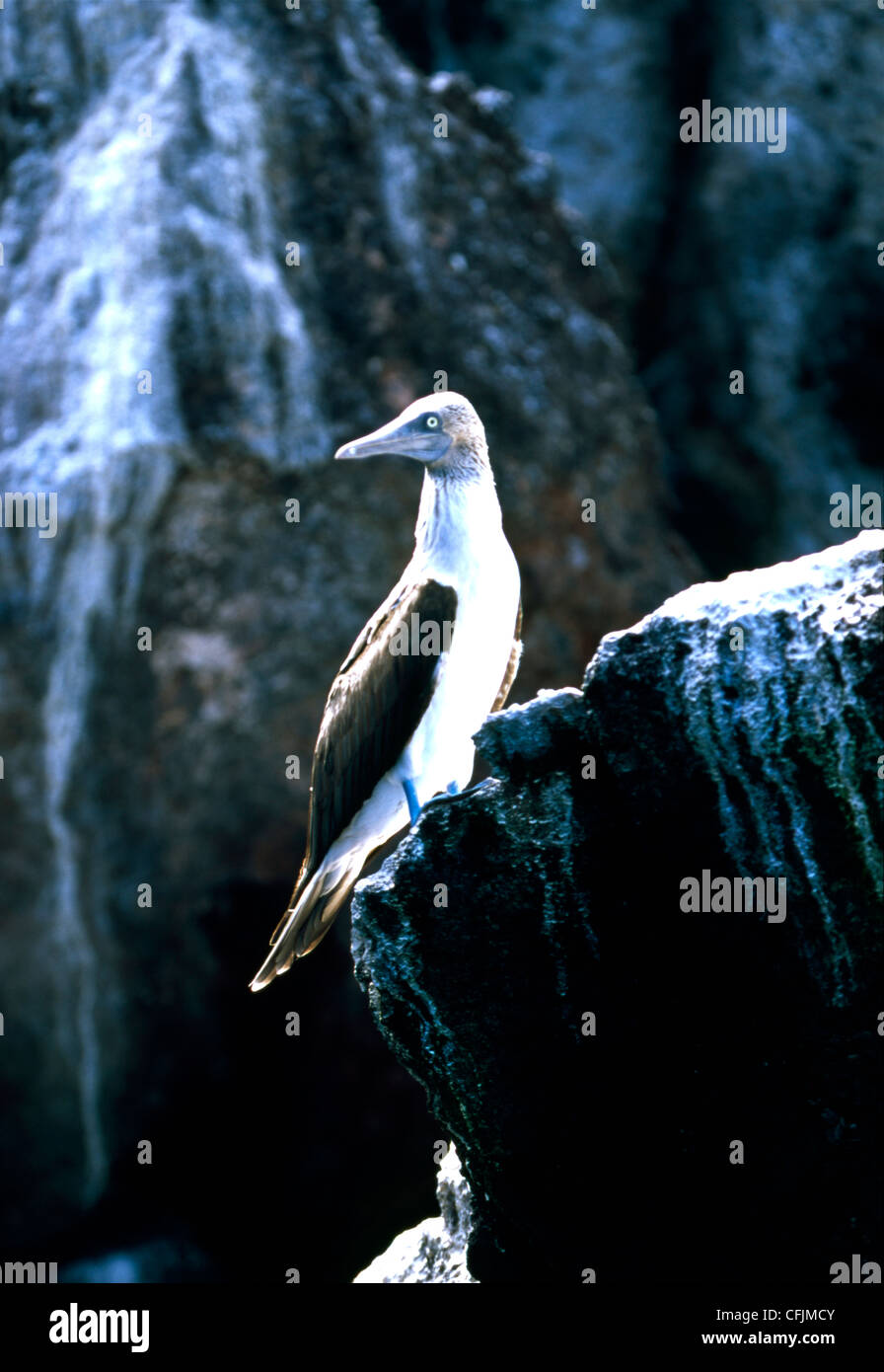 Blue footed hi-res stock photography and images - Alamy