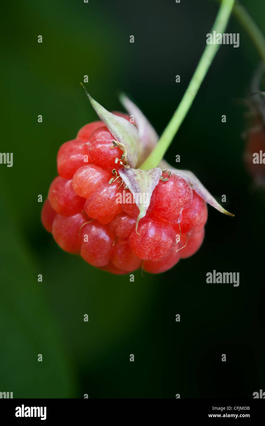 Raspberry close up Stock Photo - Alamy
