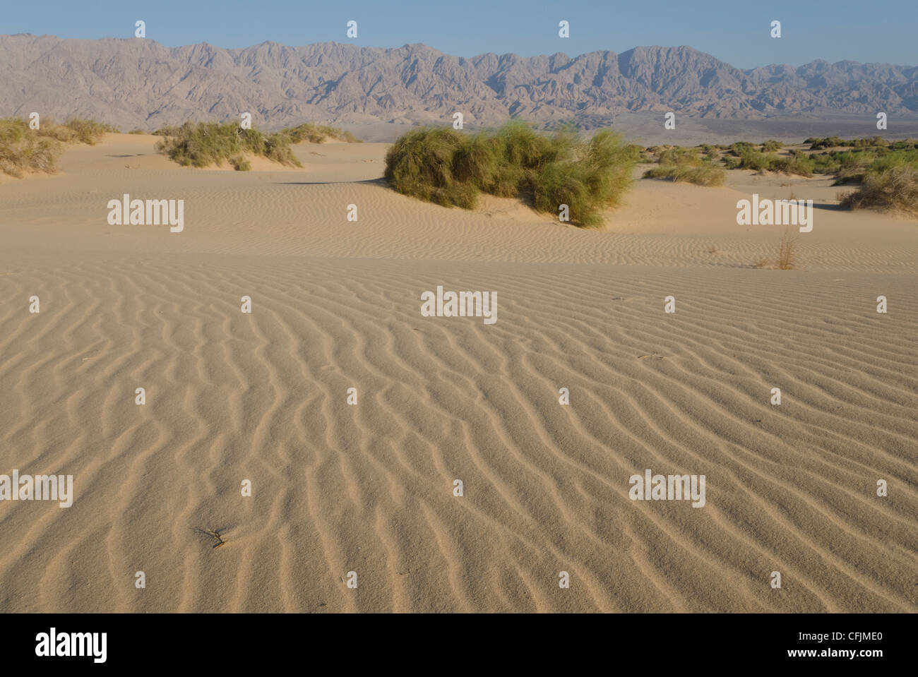 Samar Sand Dunes, Arava valley, Israel, Middle East Stock Photo - Alamy