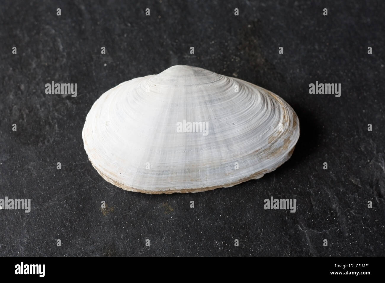 Creative sea shell photography hi-res stock photography and images - Alamy