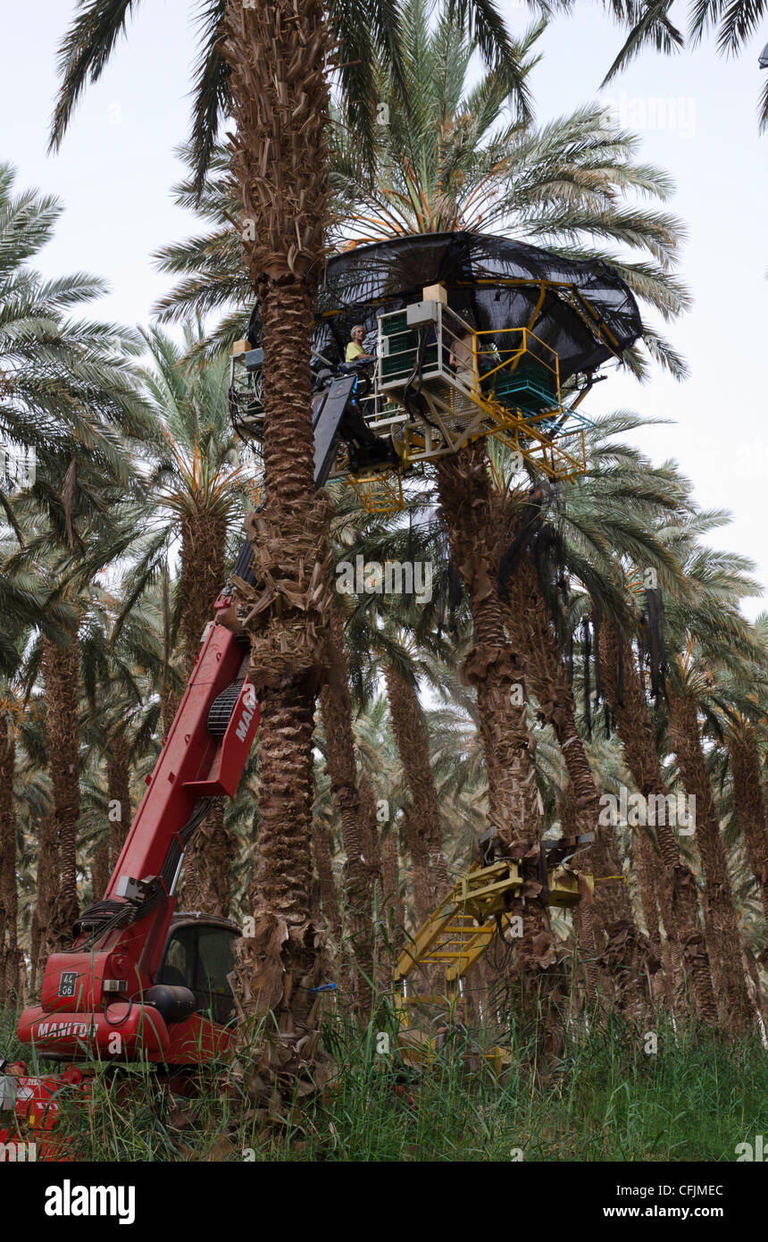 Date picking in kibbutz Samar, Southern Arava valley, Israel, Middle ...