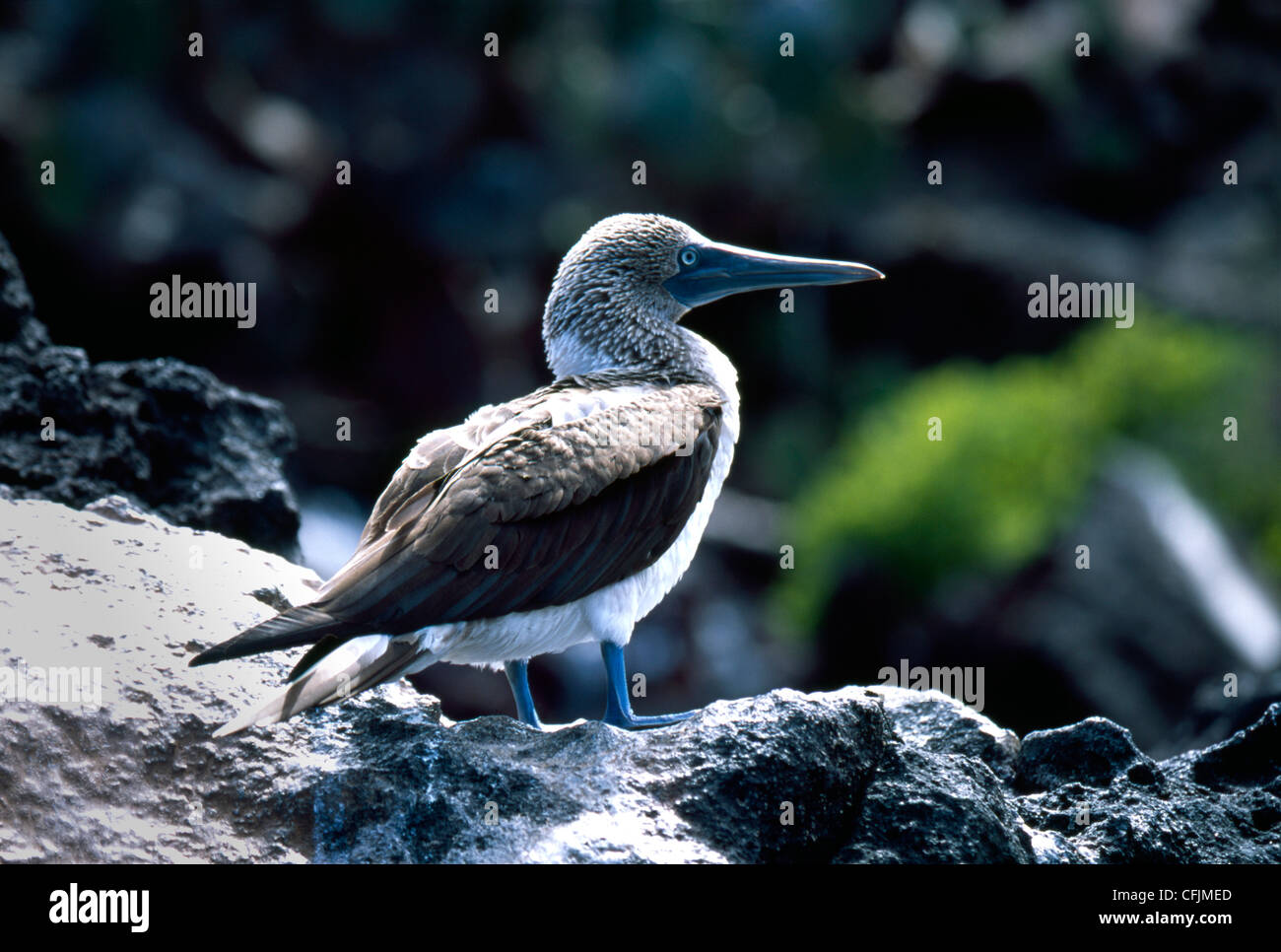 Blue footed hi-res stock photography and images - Alamy
