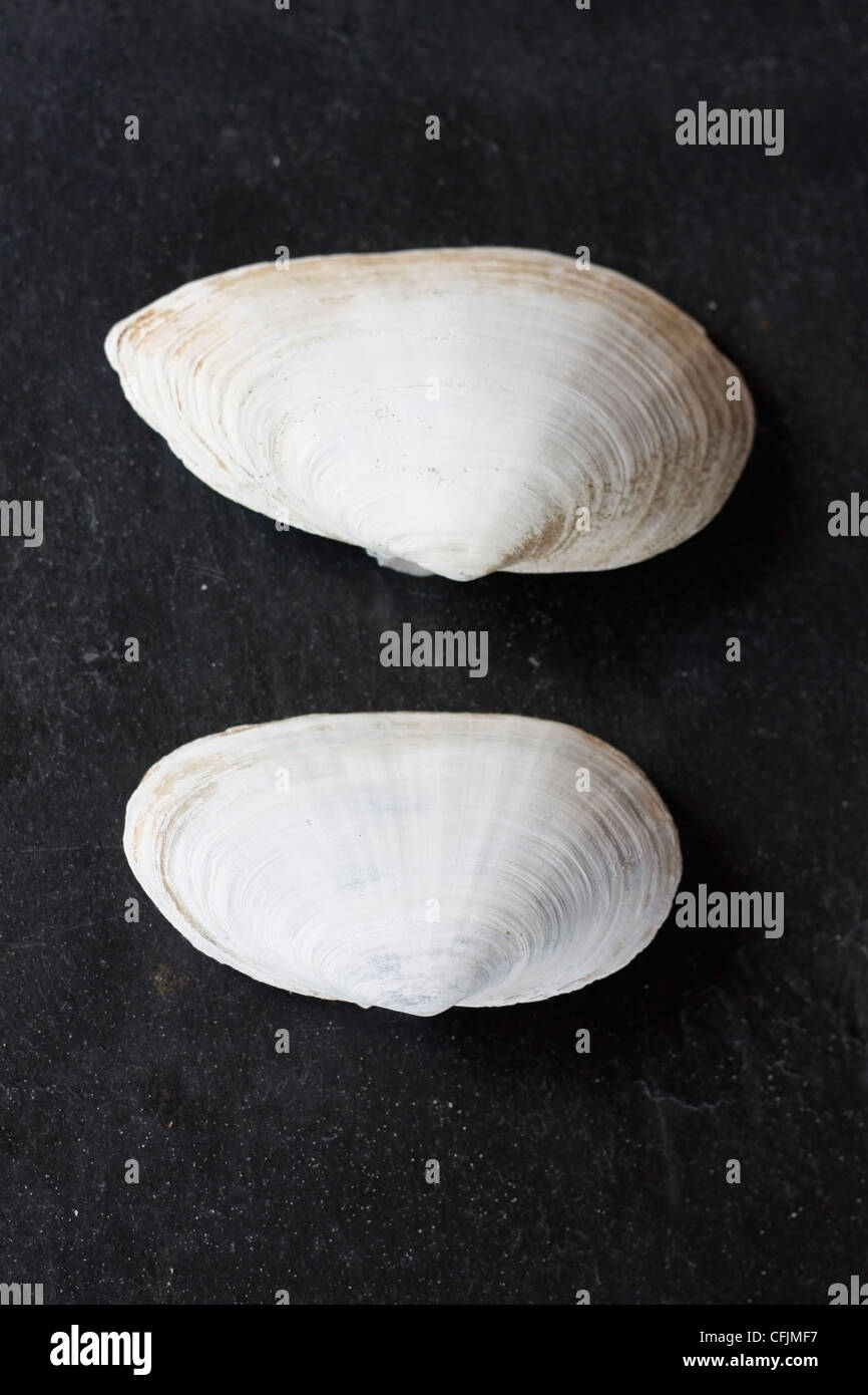 Creative sea shell photography hi-res stock photography and images - Alamy