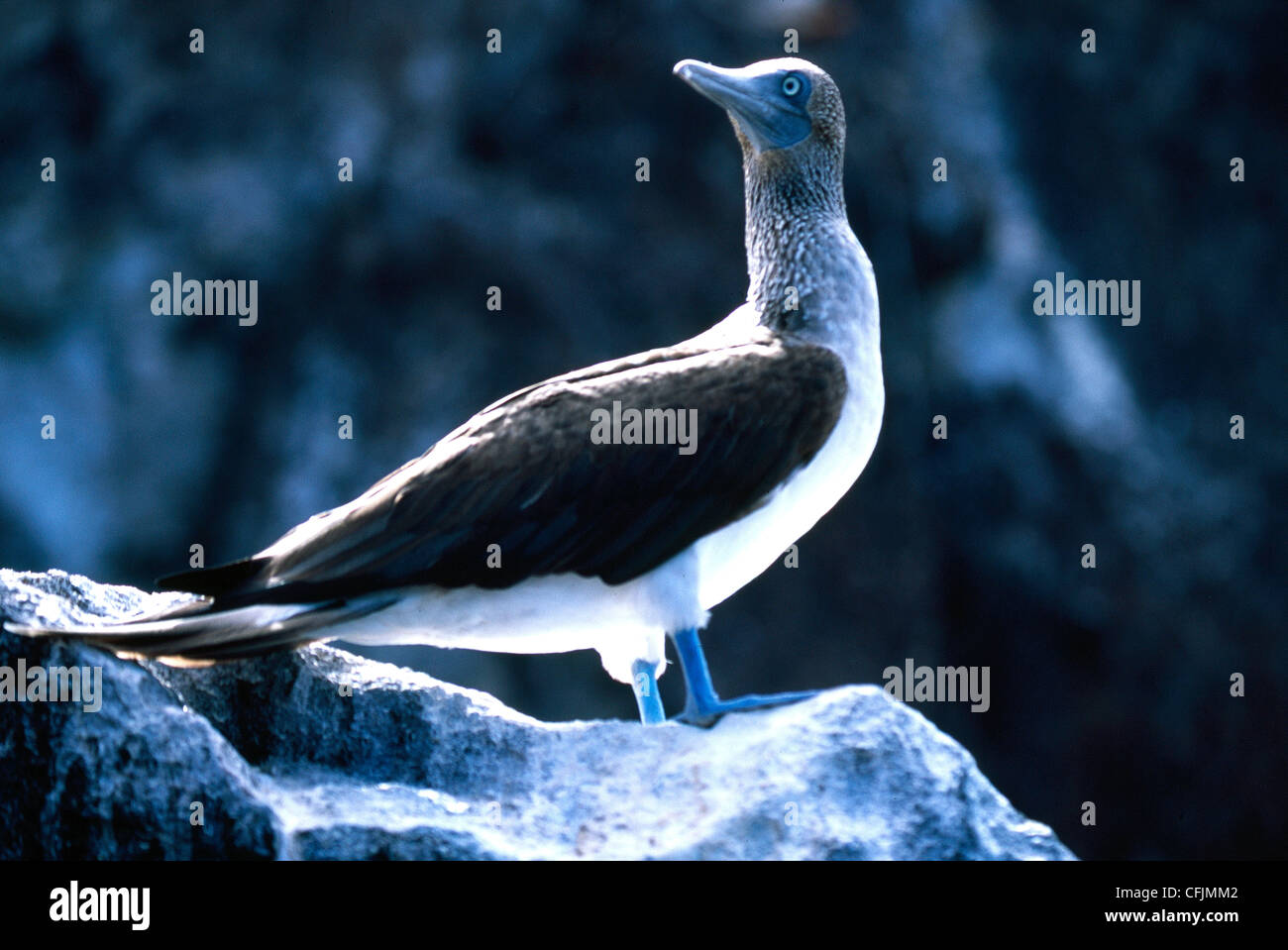 Blue footed hi-res stock photography and images - Alamy