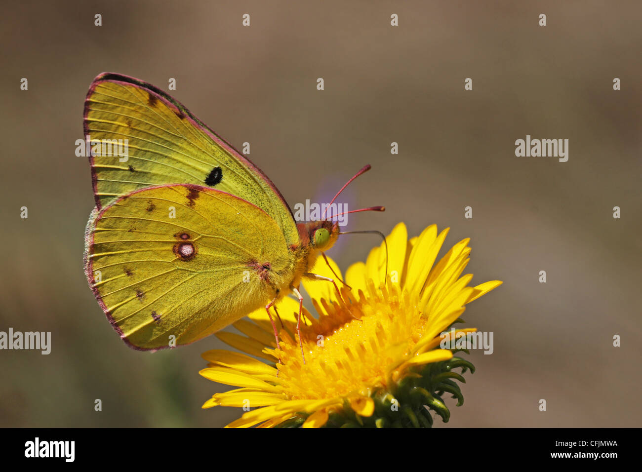 Brimstone butterfly yellow hi-res stock photography and images - Alamy