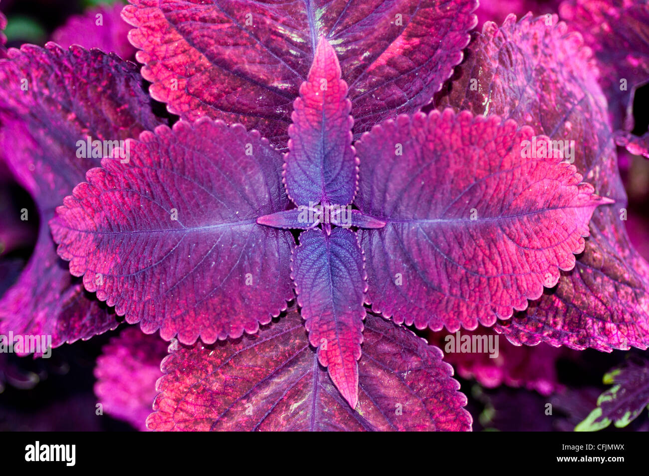 Leaves of deep violet, purple, pink Coleus ornamental plant, Painted ...