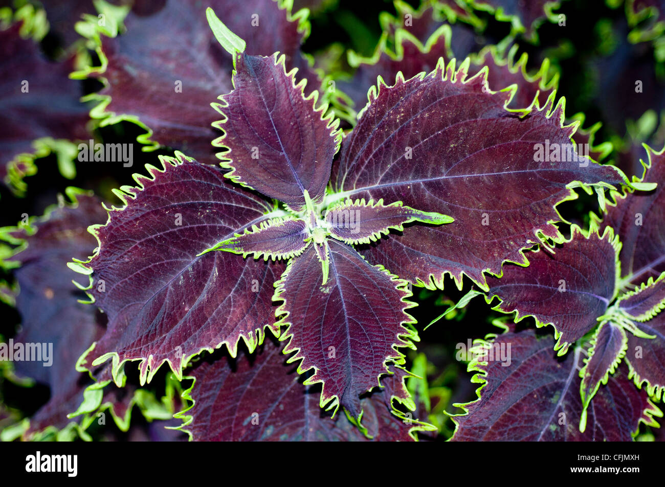 Vibrant dark violet and purple leaves of a Coleus ornamental plant ...