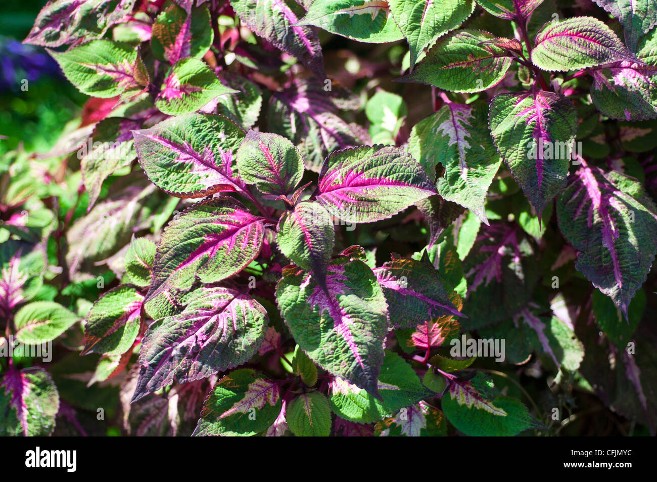Leaves of pink violet green coleus ornamental plant hi-res stock ...