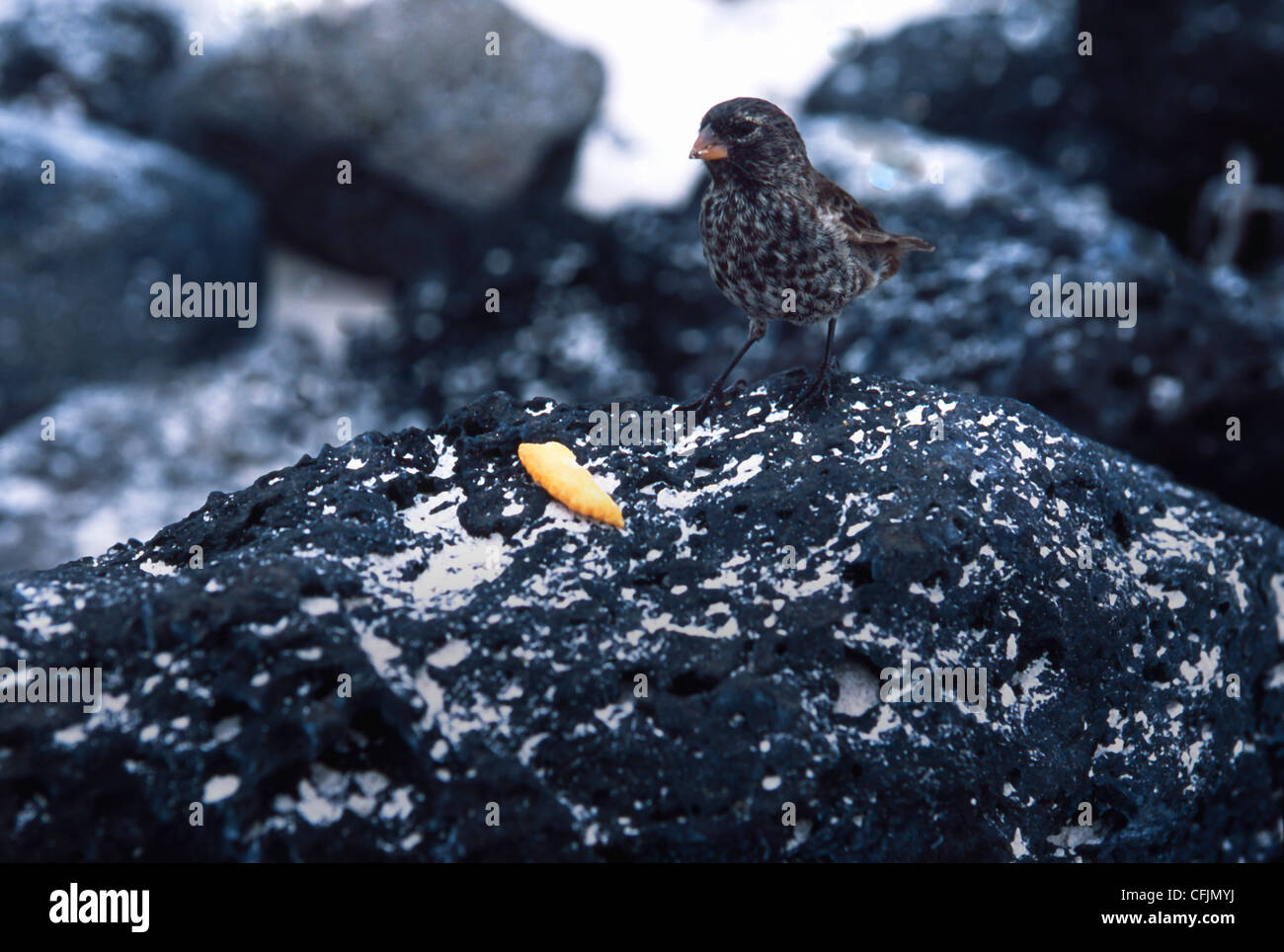 Ground Finch. Galapagos Stock Photo - Alamy