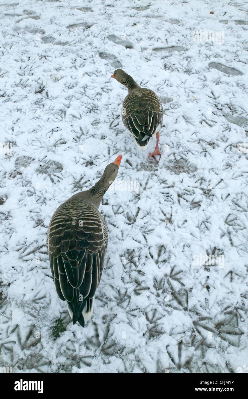Geese footprints hi-res stock photography and images - Alamy