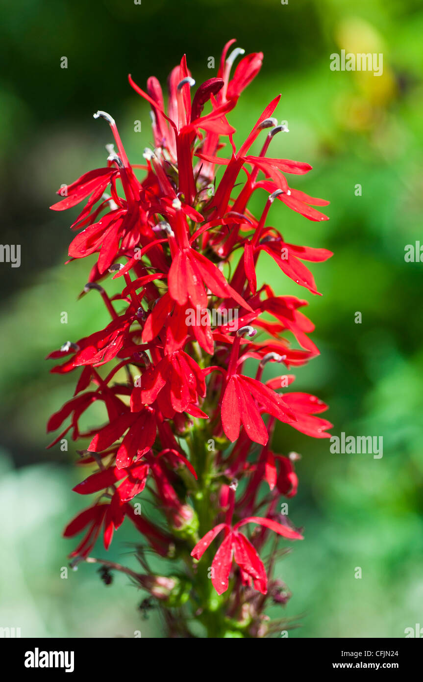 Lobelia cardinalis hi-res stock photography and images - Alamy
