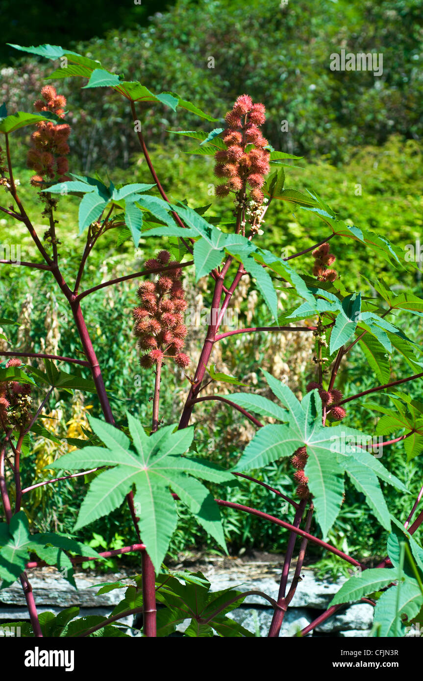 Castor tree or ricinus ricinus communis hi-res stock photography and ...