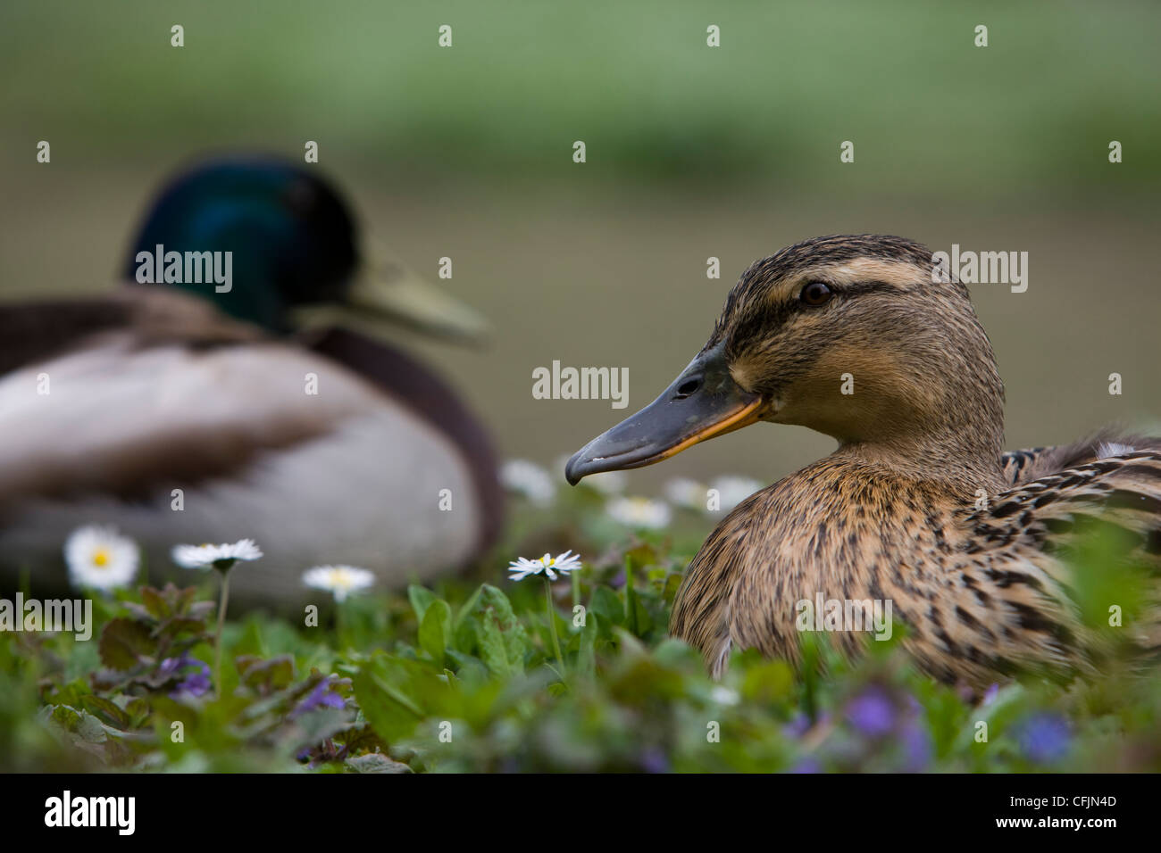 Mallard drake sitting in hi-res stock photography and images - Alamy