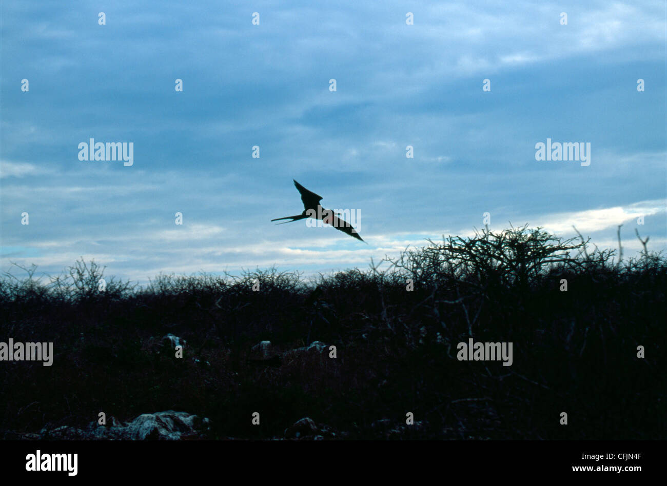 A frigatebird in air Stock Photo - Alamy