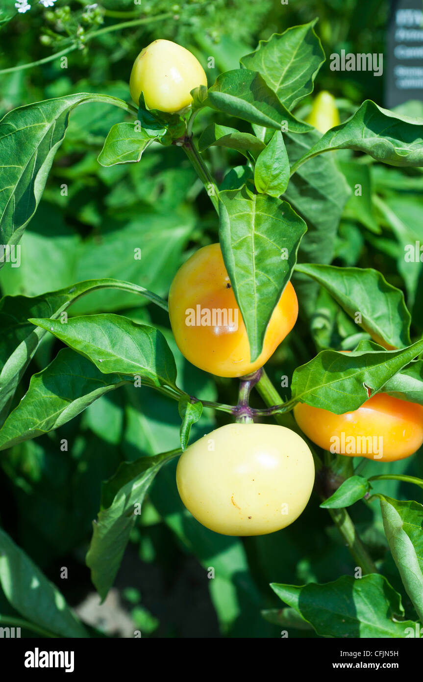 Globe yellow fruits of Feher Ozon Paprika, Capsicum, Solanaceae Stock ...