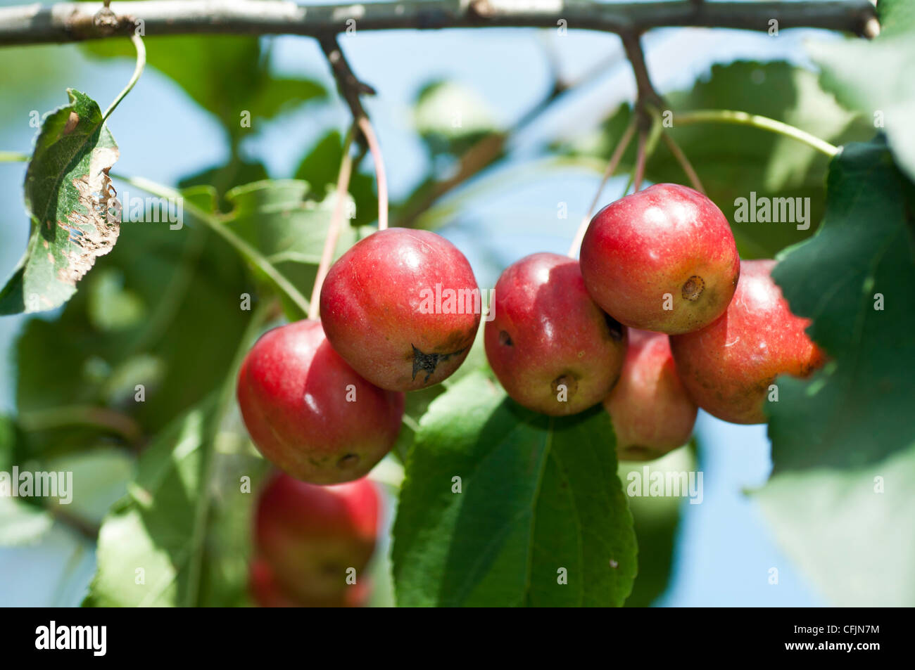 Small apples of Malus cv Tolsteme, Rosaceae, Flowering Crabapple Stock ...