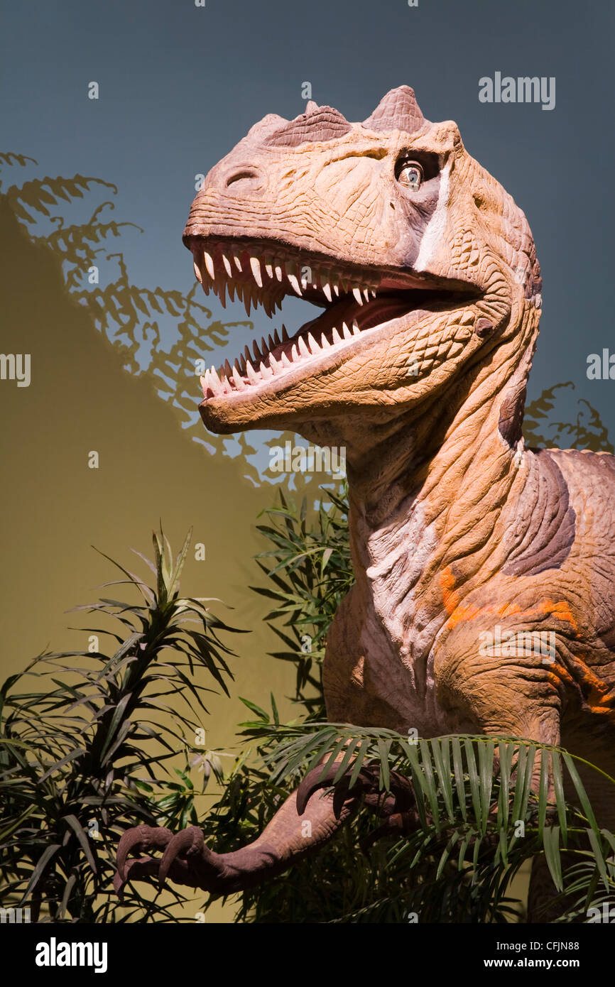 Allosaurus Fragilis in the Museum of Natural History and Science, Ohio ...