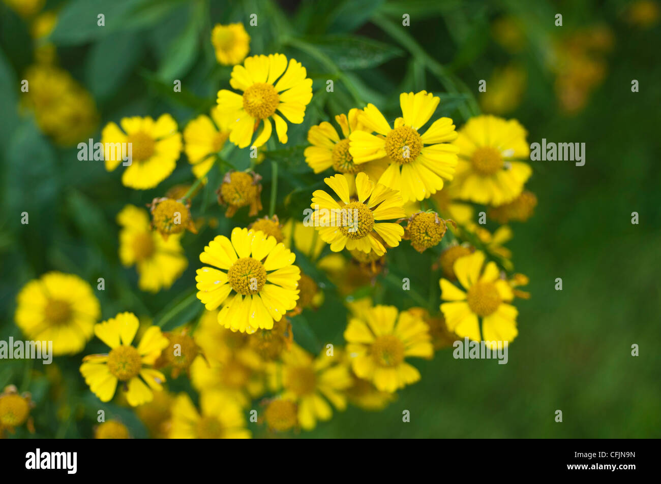 Helenium Asteraceae High Resolution Stock Photography and Images - Alamy