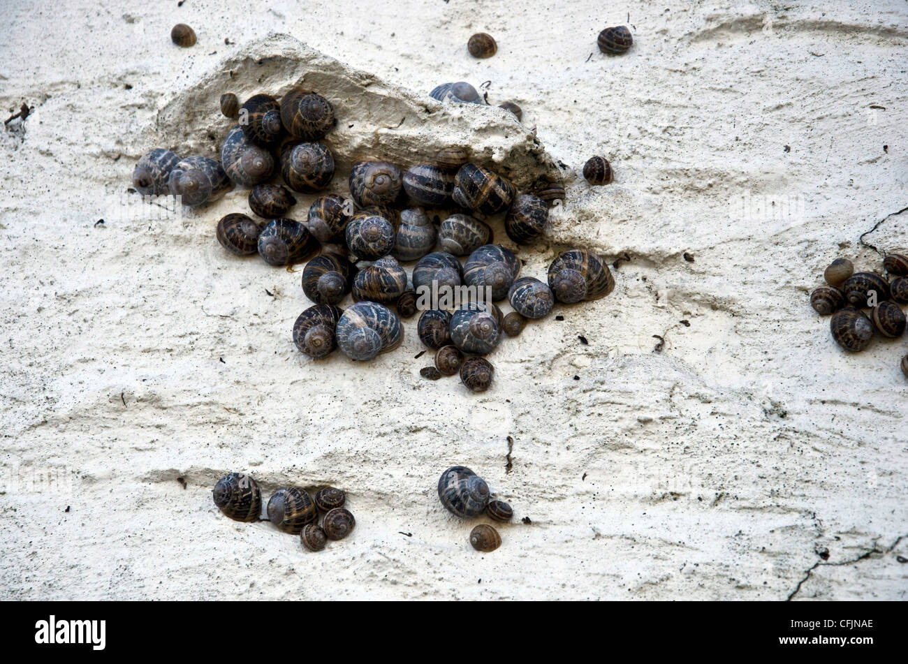 Snails on a wall at the Mull of Galloway, South West Scotland Stock ...