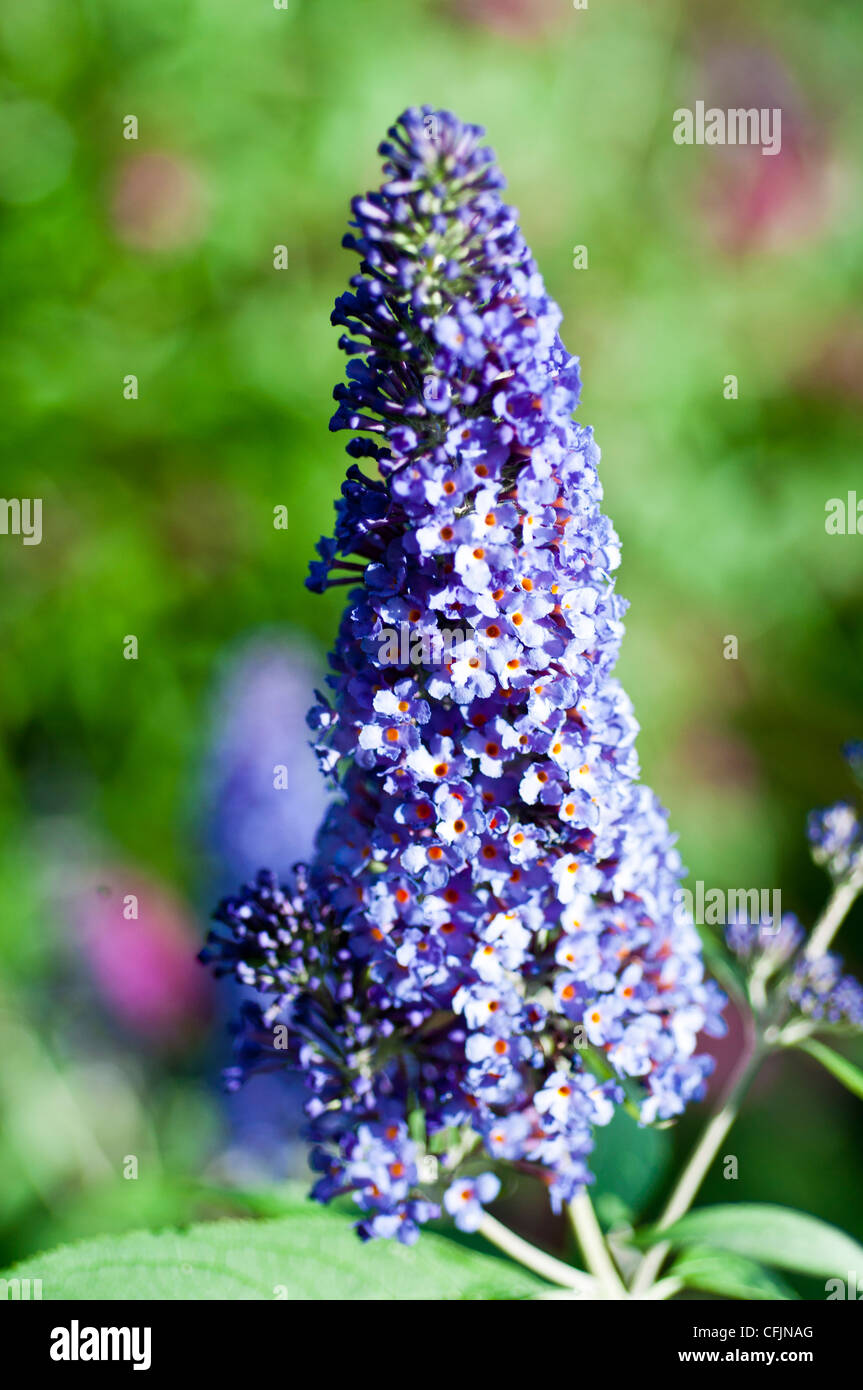 Buddleja davidii hi-res stock photography and images - Alamy