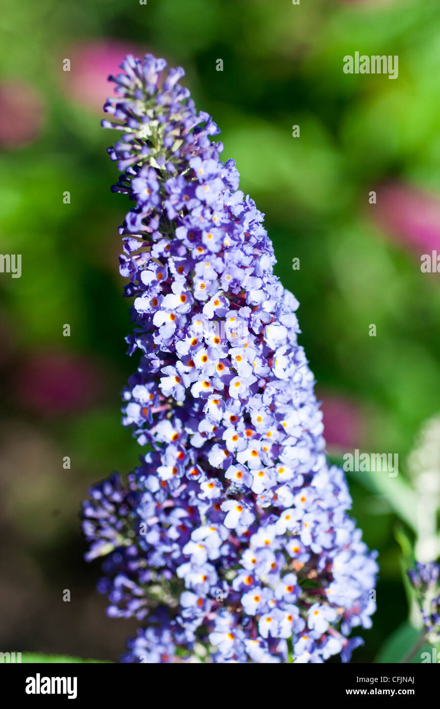 Buddleja davidii hi-res stock photography and images - Alamy