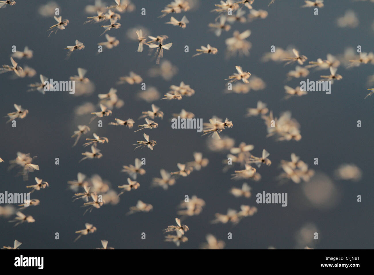 Swarm Of Midges High Resolution Stock Photography and Images - Alamy