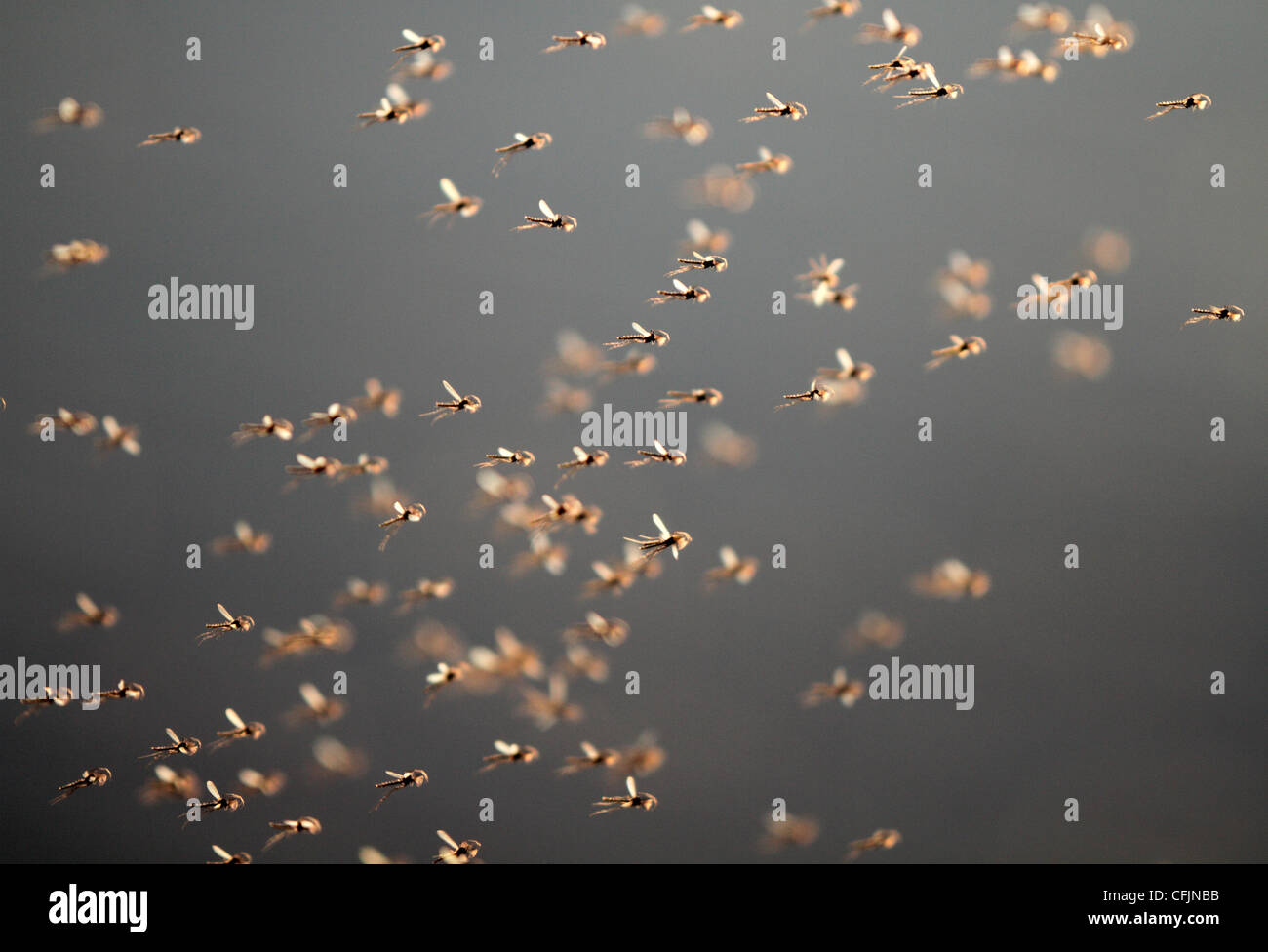 Midges Swarm High Resolution Stock Photography and Images - Alamy