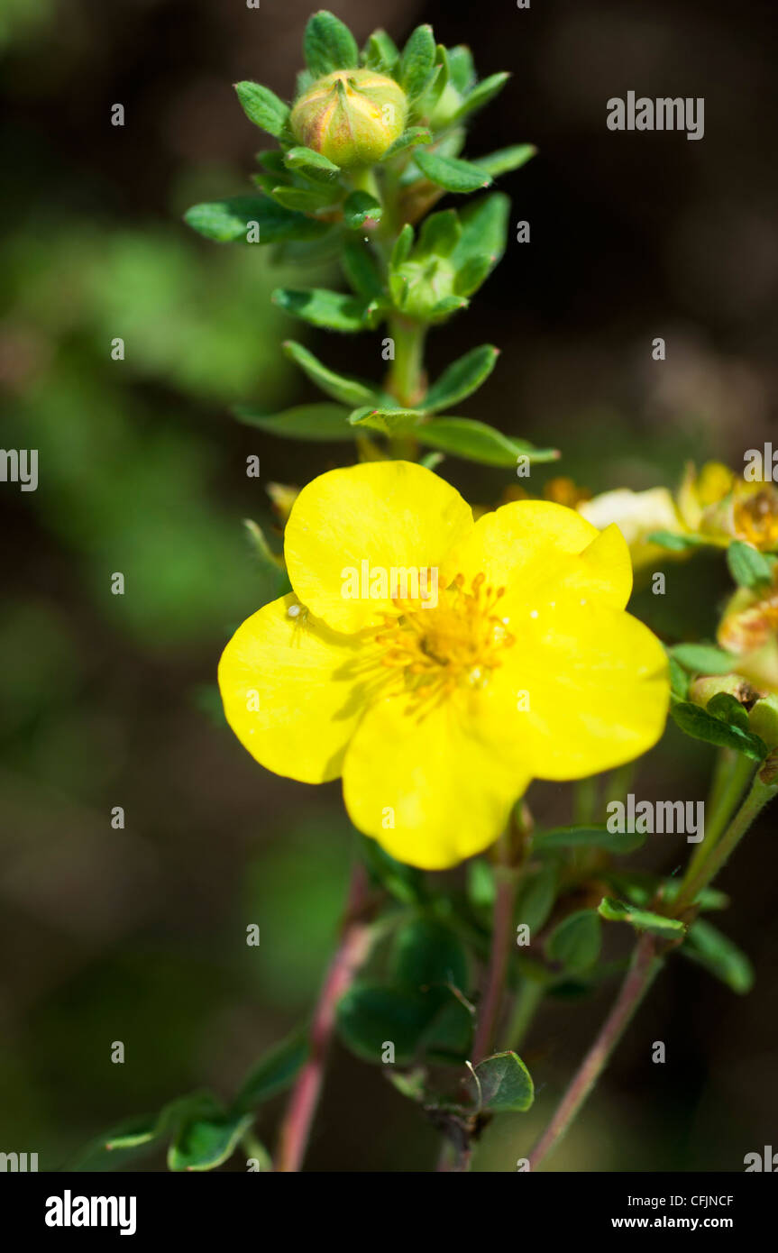 Small yellow flower of Shrubby cinquefoil, Potentila fruticosa v Yellow ...
