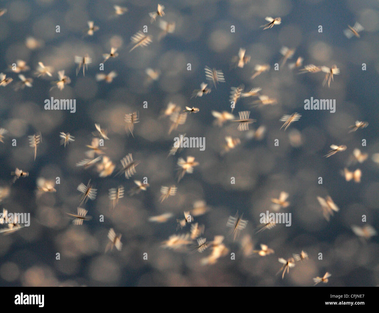 Midges hovering over water surface in evening, Lofoten, Norway Stock ...